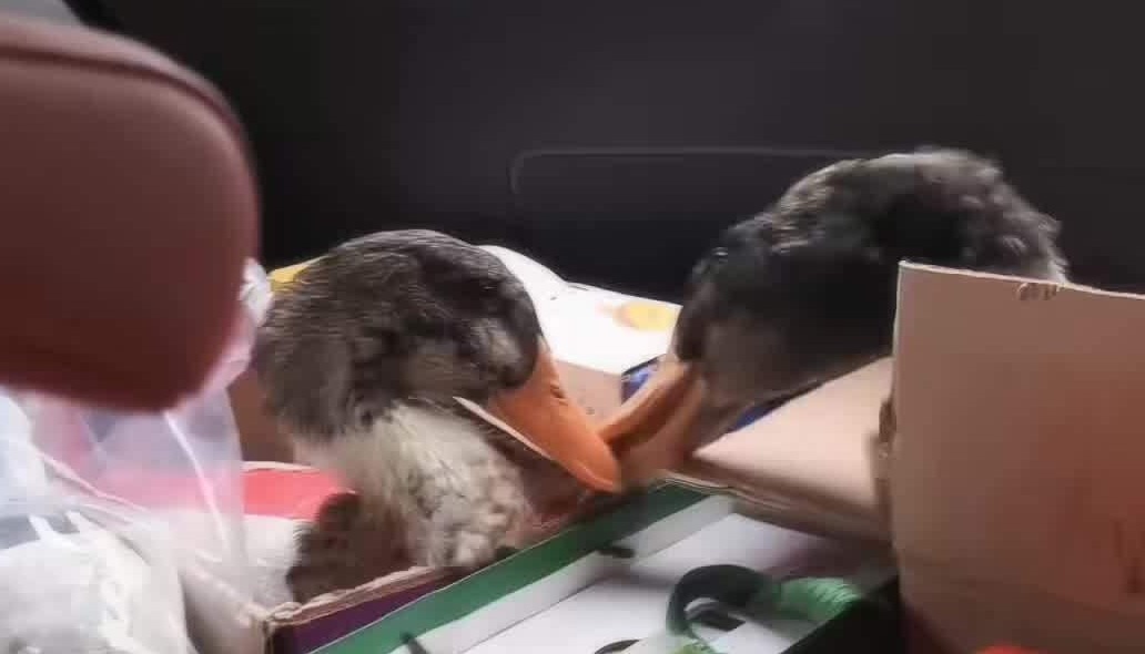 2年货鸭子后备箱打架