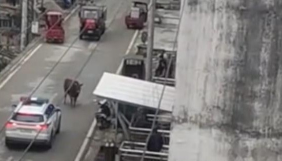 黄牛受惊闯入村庄