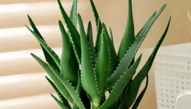 养芦荟3年发现是塑料